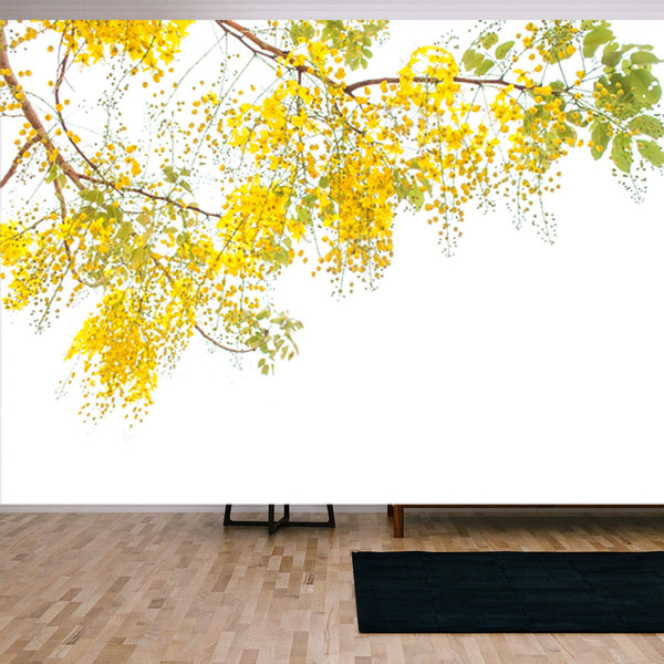 Flower of Golden Shower Tree Isolated on White Background Wallpaper Li ...